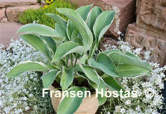 Hosta Tom Schmid - Fransen Hostas
